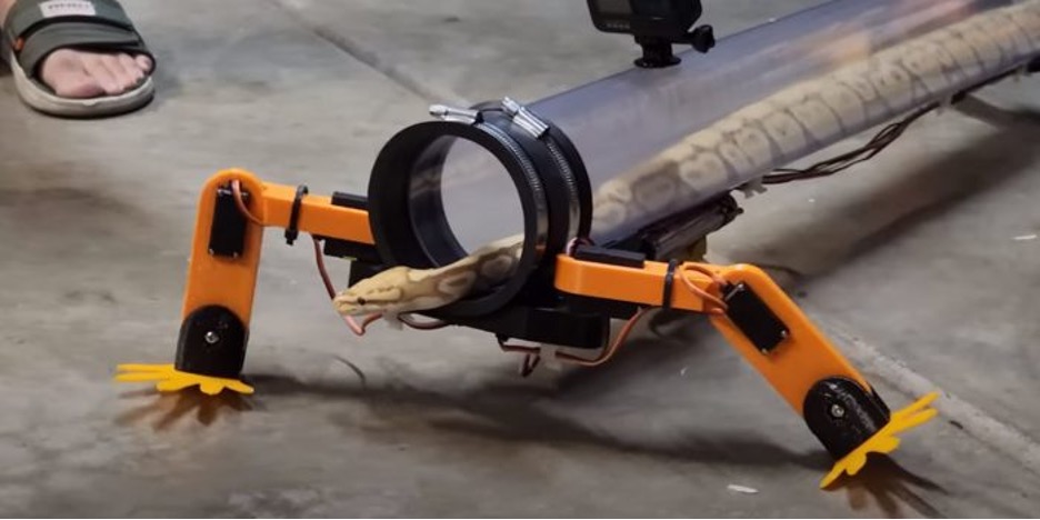 Thấy loài rắn bò trườn quá "khổ", Youtuber chế luôn "chân giả" để chúng ...