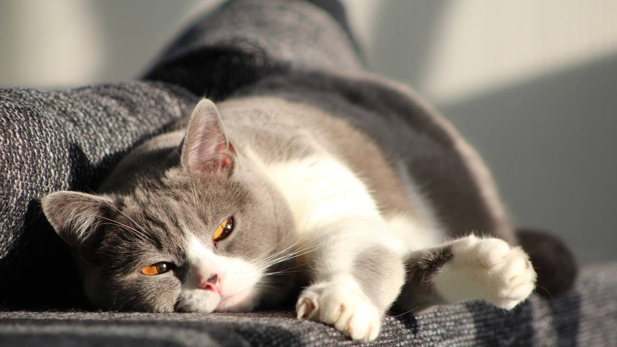 Tổng hợp 99+ hình nền mèo cute cho điện thoại, máy tính