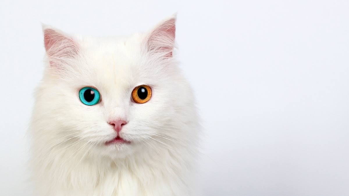 Tổng hợp 99+ hình nền mèo cute cho điện thoại, máy tính