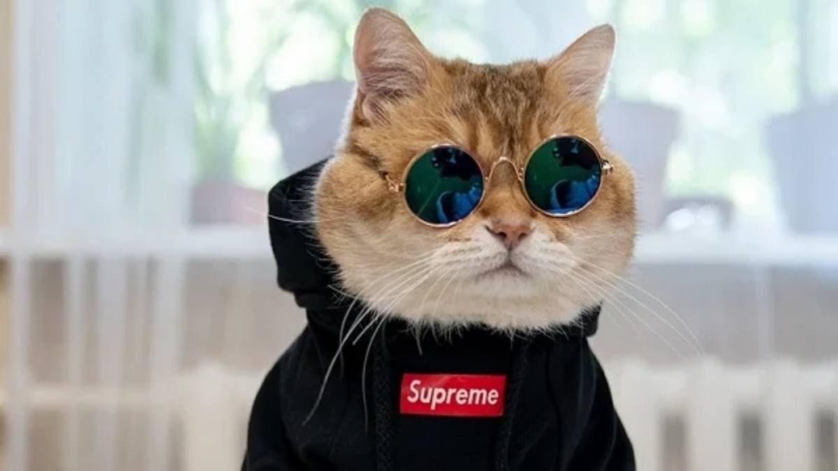 Tổng hợp 99+ hình nền mèo cute cho điện thoại, máy tính