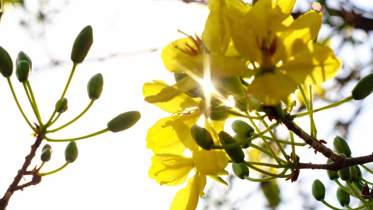 99+ Hình nền hoa Mai Tết 4k, đẹp nhất cho máy tính