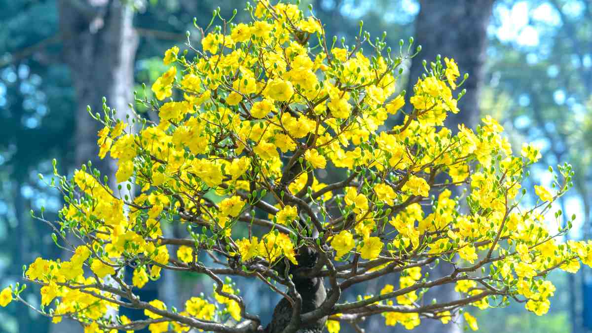 99+ Hình nền hoa Mai Tết 4k, đẹp nhất cho máy tính