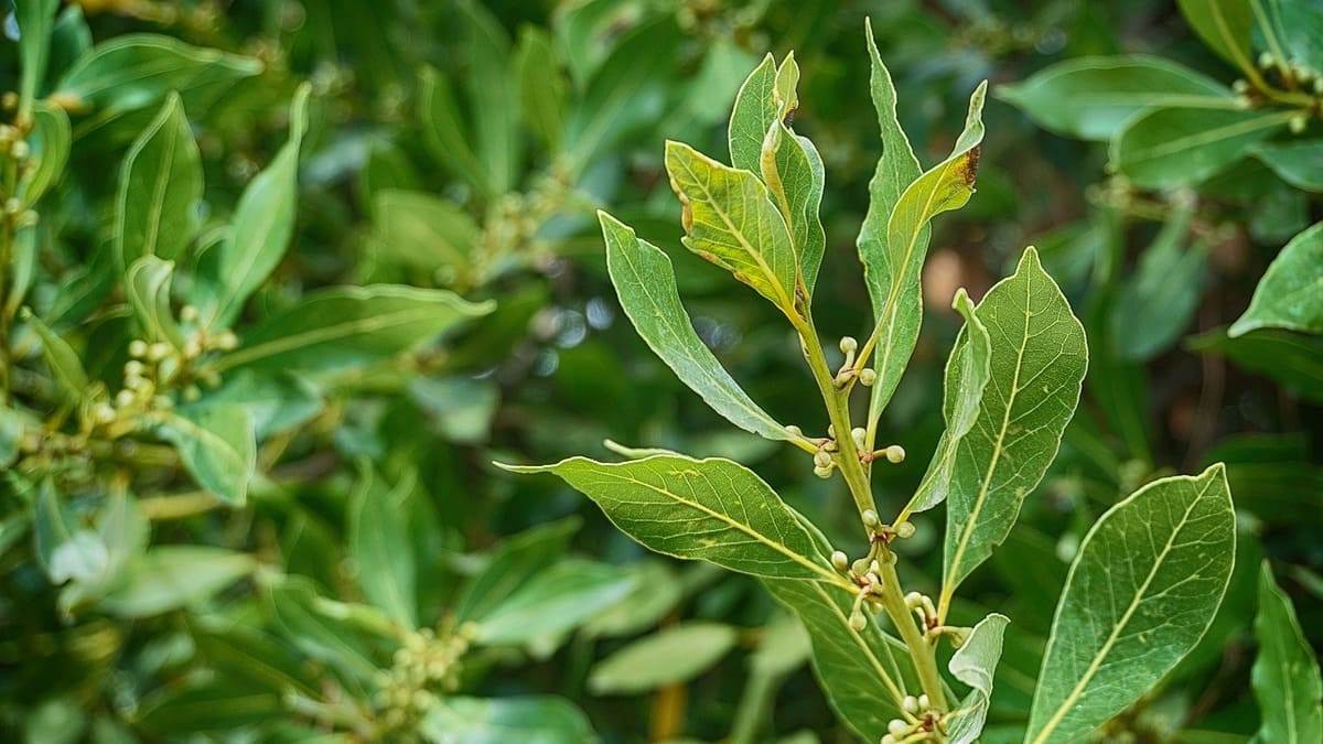 Tổng hợp 30+ hình nền lá nguyệt quế đẹp, chất lượng 4K