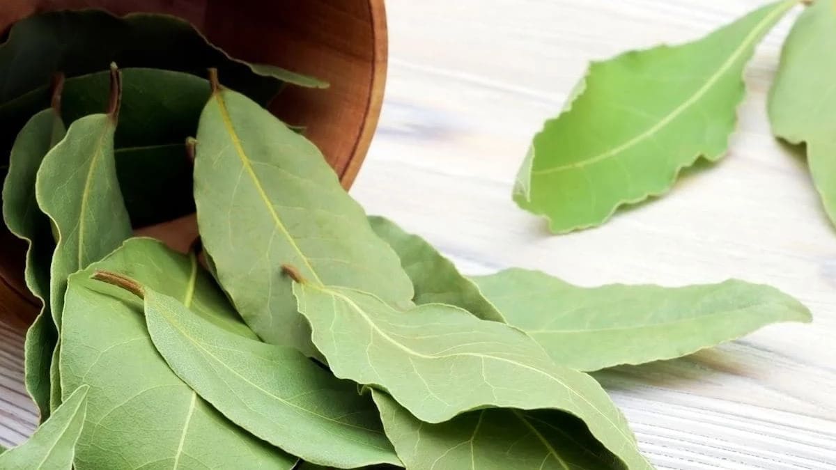 Tổng hợp 30+ hình nền lá nguyệt quế đẹp, chất lượng 4K