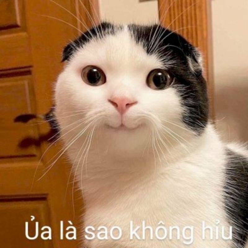 100+ ảnh meme hài hước, hài bựa vui nhộn mới nhất