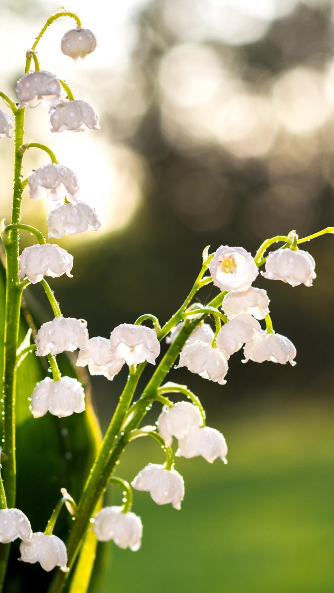 50+ hình nền hoa Linh Lan đẹp nhất cho điện thoại, máy tính