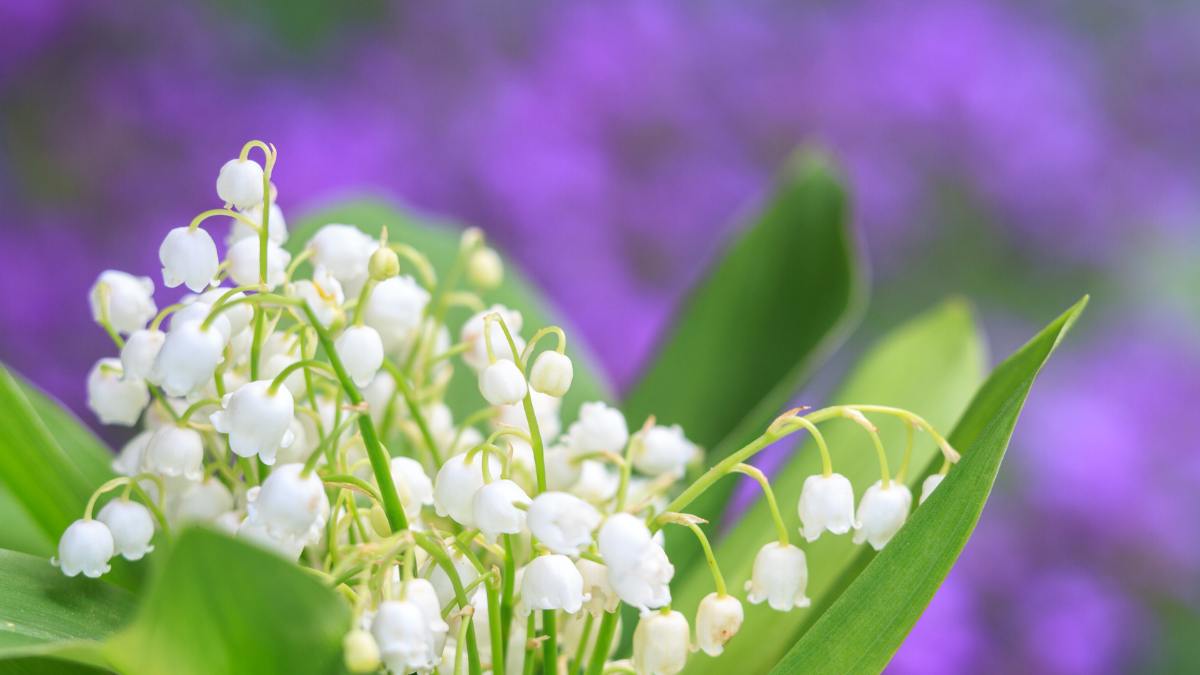 50+ hình nền hoa Linh Lan đẹp nhất cho điện thoại, máy tính