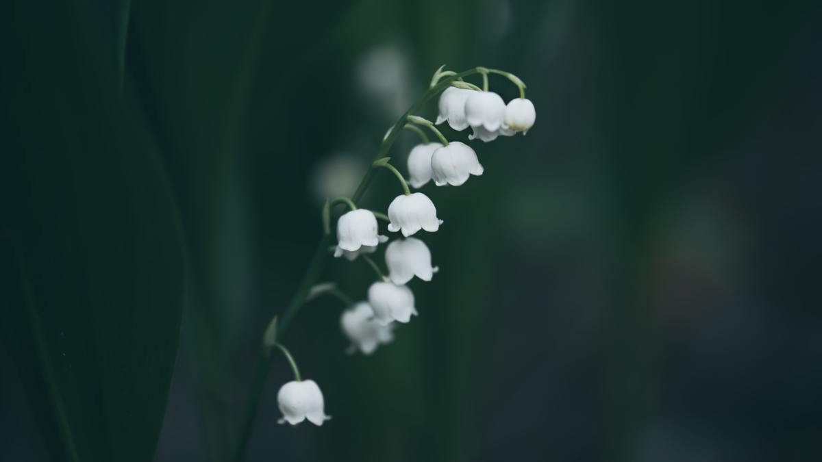 50+ hình nền hoa Linh Lan đẹp nhất cho điện thoại, máy tính