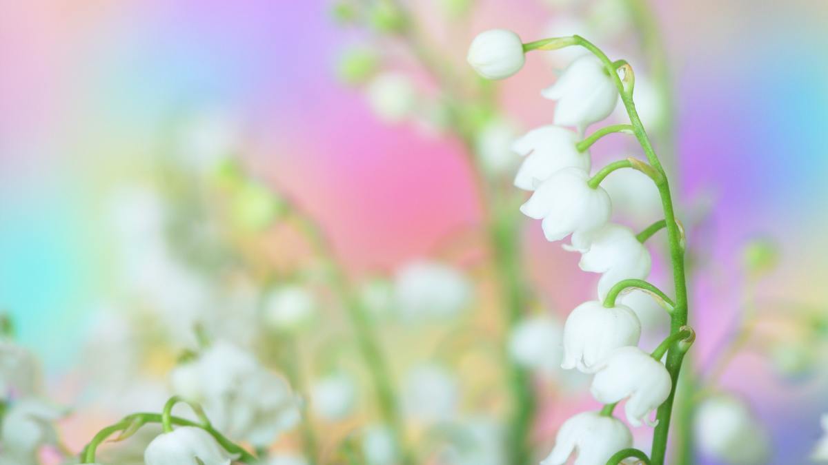 50+ hình nền hoa Linh Lan đẹp nhất cho điện thoại, máy tính