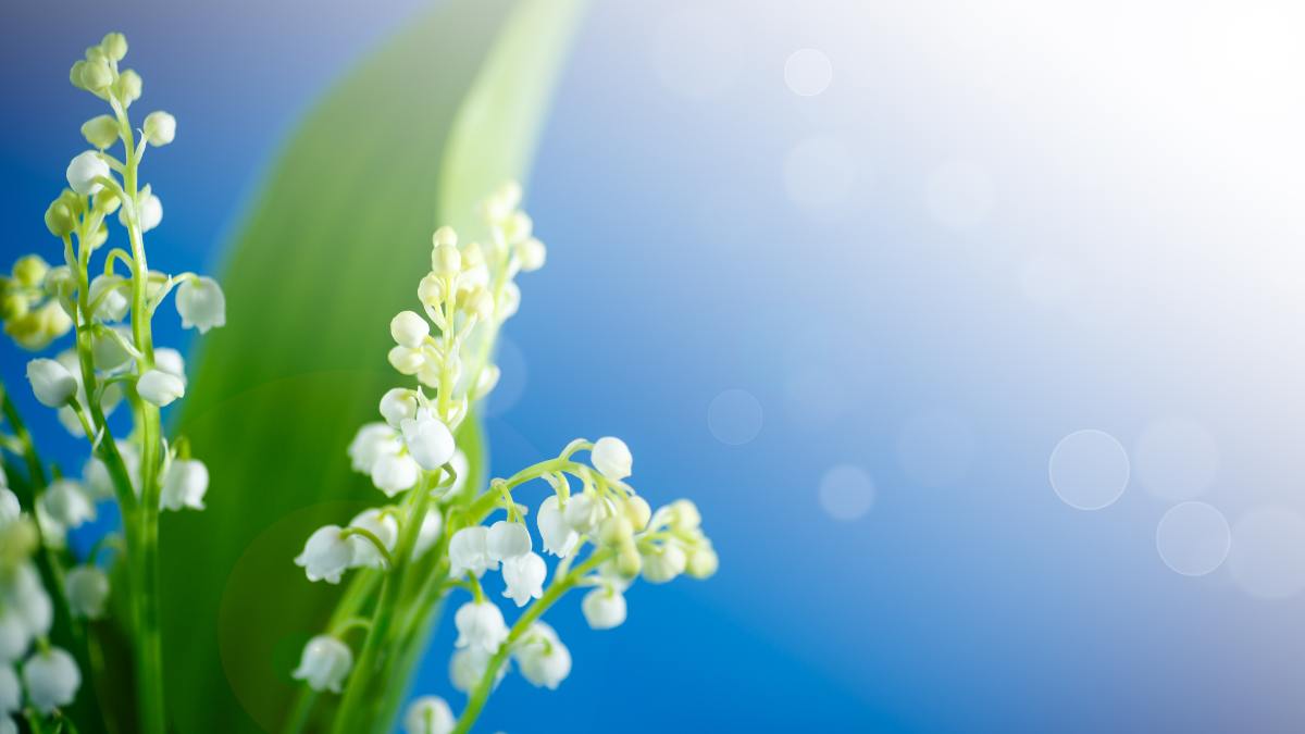 50+ hình nền hoa Linh Lan đẹp nhất cho điện thoại, máy tính