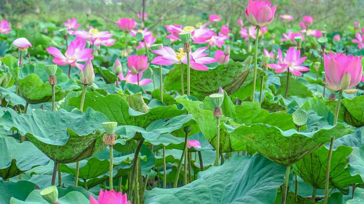 101+ hình nền hoa Sen 4K đẹp cho điện thoại, máy tính