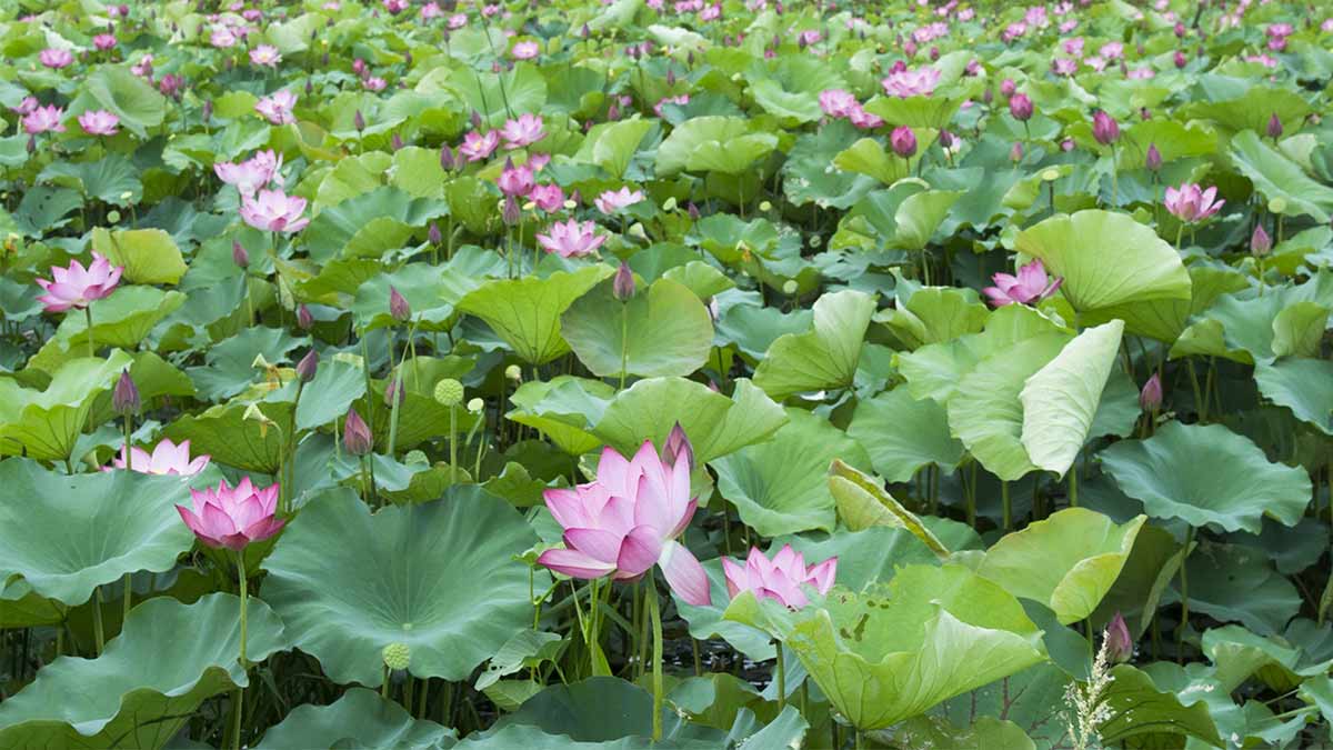 101+ hình nền hoa Sen 4K đẹp cho điện thoại, máy tính