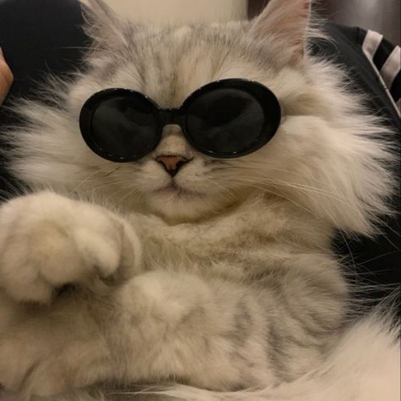 99+ Avatar ảnh mèo cute, đáng yêu, ngộ nghĩnh siêu hot