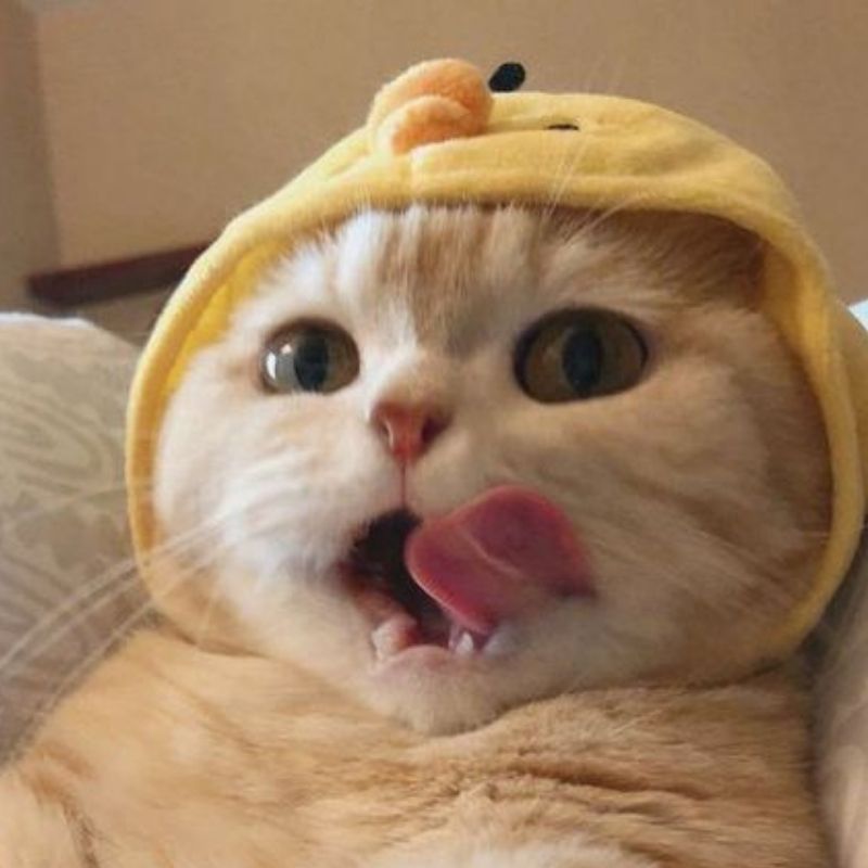 99+ Avatar ảnh mèo cute, đáng yêu, ngộ nghĩnh siêu hot