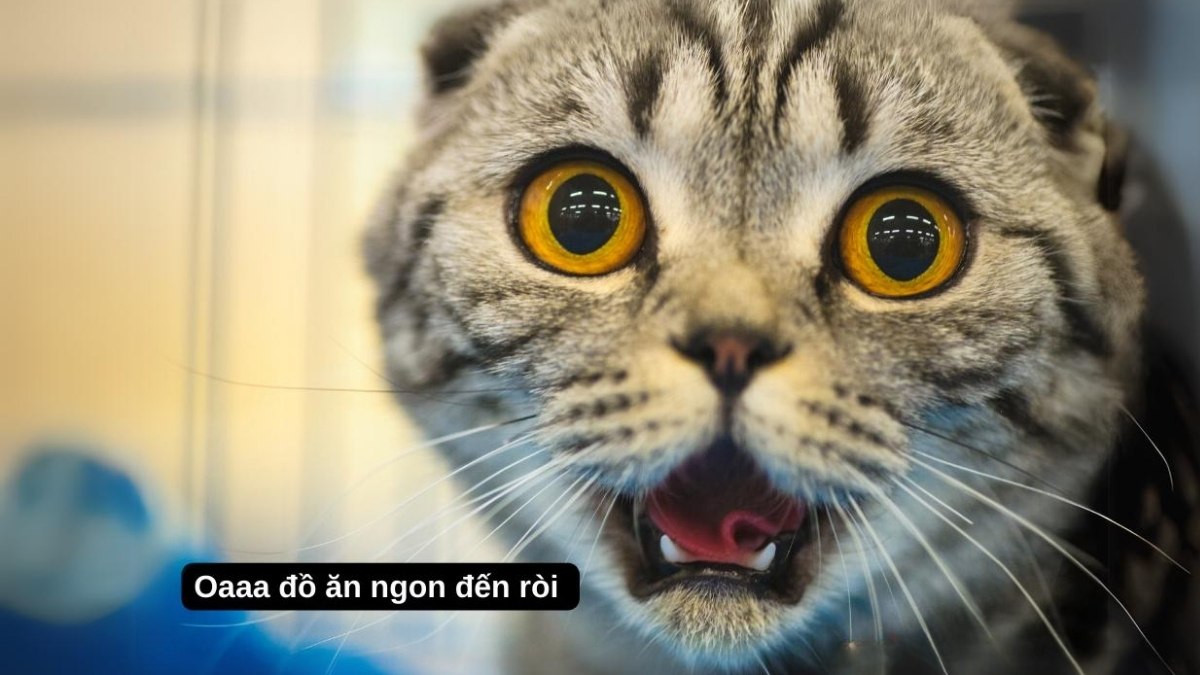 10 cách chế ảnh meme hài hước, lầy lội miễn phí cực dễ